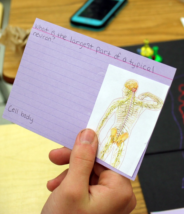 Human Body Review Game Gulf High School Human Body Review Game Gulf High School